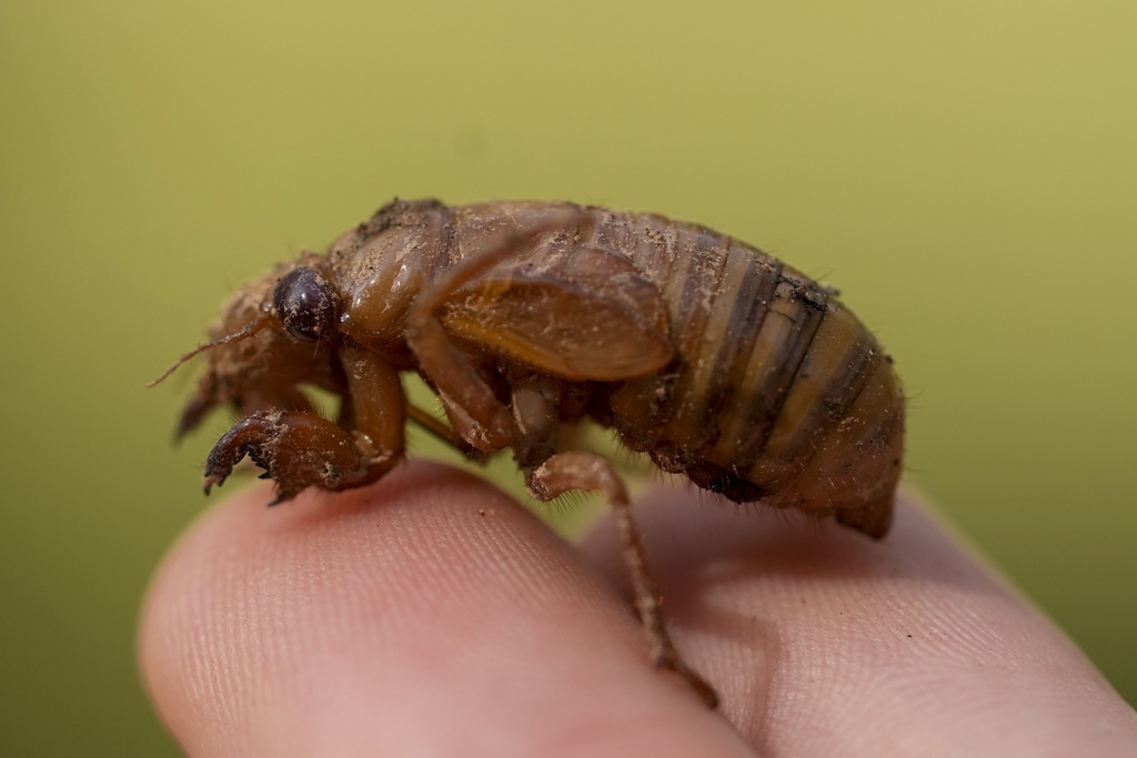 Invaders from underground are coming in cicada-geddon. It’s the biggest ...